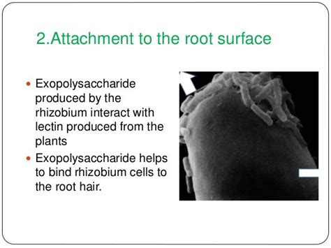 Rhizobium Ppt