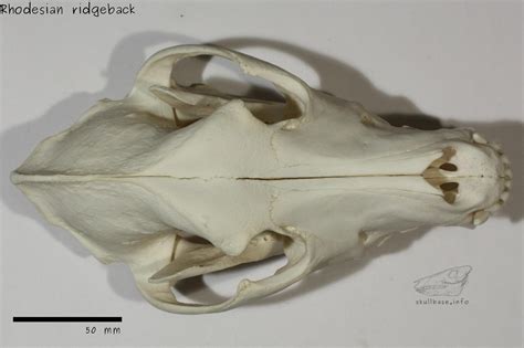 Rhodesian Ridgeback Skull Base