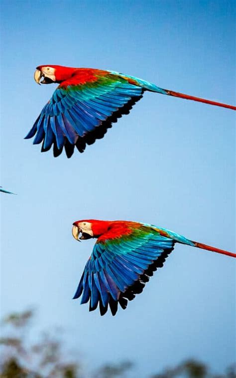 Pantanal Holidays Brazil Steppes Travel