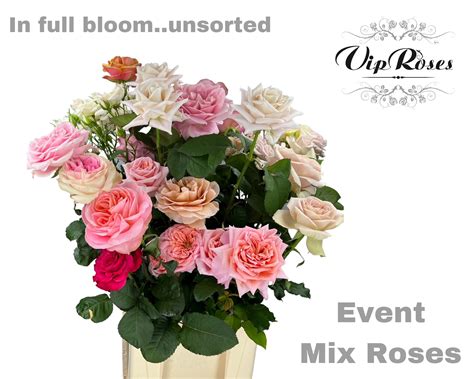 Vip Event Roses Vip Roses
