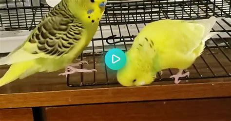 Happy Budgies Album On Imgur