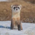 Ermines Vs Weasels Difference And Comparison