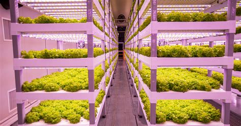 한국형 스마트팜의 쾌거중동 사막에 수직농장 짓고 채소 재배 중앙일보