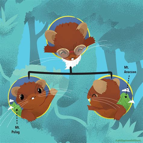 Sierra Madre Tree Mouse Philippine Wildlife Art