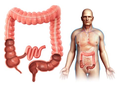 Inside Large Intestine Anatomy