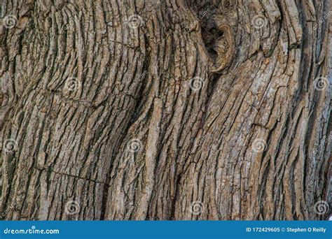 Texture Of Oak Tree Bark Abstract Background And Texture For Design