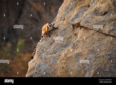 Ring Tailed Lemur Lemur Catta Large Strepsirrhine Primate With Long