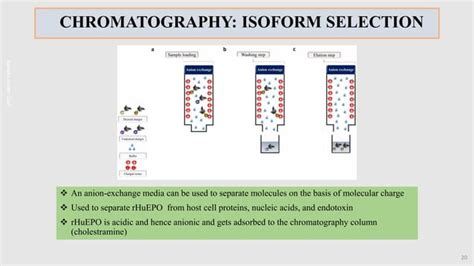 Industrial Production Of Recombinant Erythropoietin Pptx