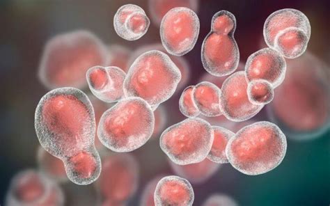 Cryptococcus Neoformans Qué Es Características Morfología
