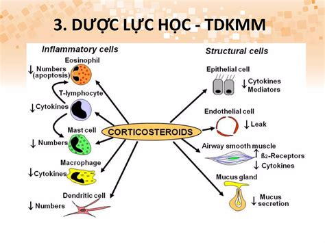 Adverse Effects Of Corticosteroids Tác Dụng Kmm Của Các