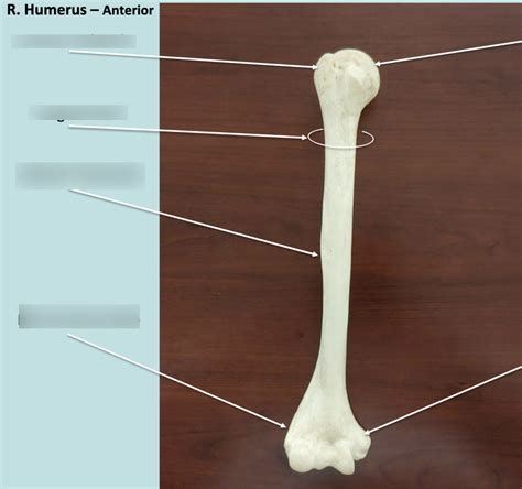 R Humerus Anterior Diagram Quizlet