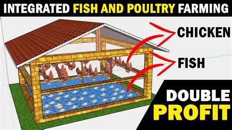 Integrated Fish And Layer Chicken Farming Diagram