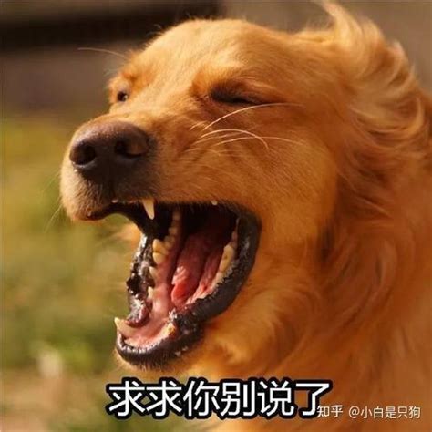 金毛怎么养才能不臭可以试试这些办法很管用 知乎