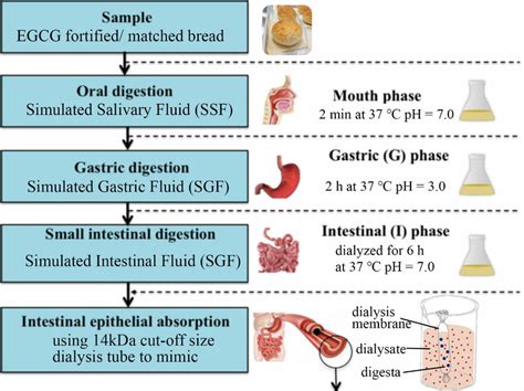 A Schematic Flowchart Of In Vitro Simulated Digestion And Dialysis