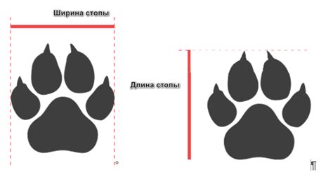 Как определить размер одежды для собаки? Таблицы размеров