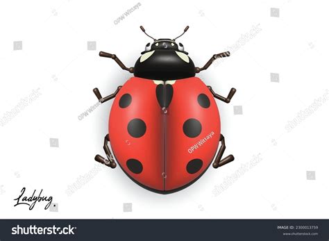 Ladybug 3d Cartoon Animationinsect