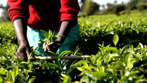 Impact Of Covid 19 On Africas Agriculture Rajon Vanilla Limited