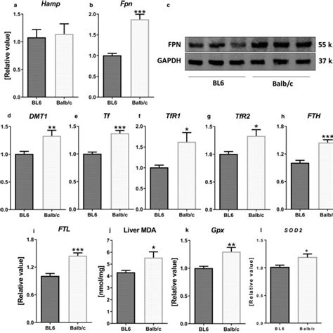 balb c mice exhibit higher expression of proteins involved in duodenal
