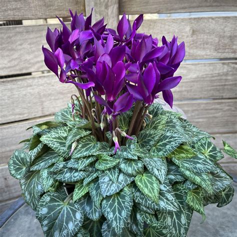 売り尽くし シクラメン ブルーシクラメン 江戸のあお 江戸の青 5号 底面給水鉢 メルカリ