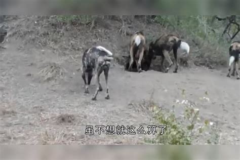 为什么说鸡犬不宁它们之间还有恩怨千万忍住别笑 恩怨