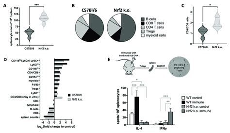 A Nrf2 K O Mice Had 2 Fold More Splenocytes Than Wt C57bl 6 Controls