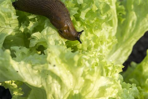 Problem Garden Insects What Are Some Common Plant Pests In Gardens
