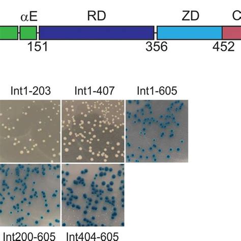 Bacterial Two Hybrid Assays For Integrase Rdf Binding In Vivo A C31