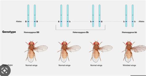 Module 2 Mendelian Inheritance Flashcards Quizlet