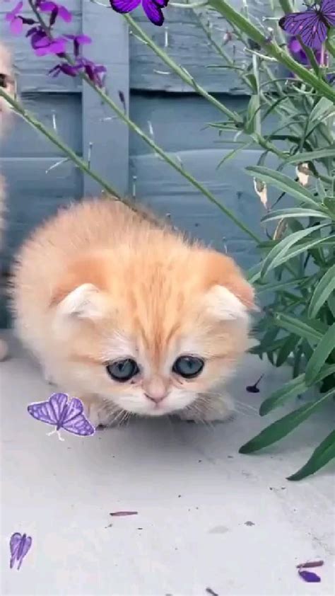 Pin Em Cute Kittens