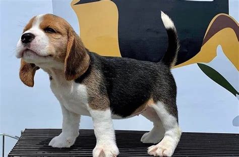 Beagle Growth And Weight Chart Male And Female K9 Web