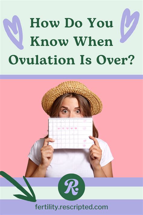 What Is Ovulation Artofit