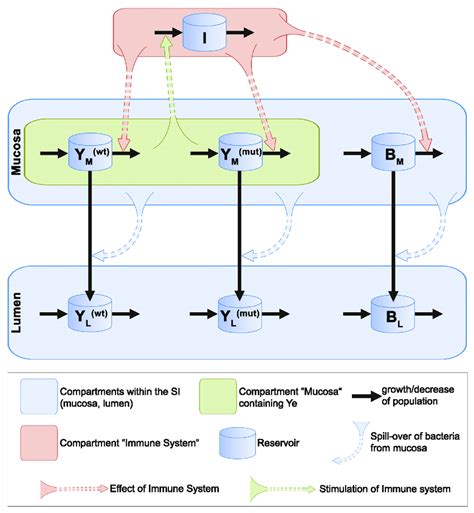 Schematic Graphical Depiction Of The Model Composition And Interaction Download Scientific