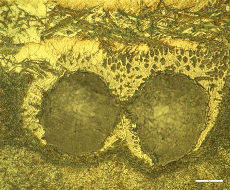 Metallurgy Metallurgy Microstructure Microstructure Ductilecastiron Graphitenodules
