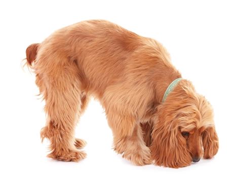 Premium Photo Beautiful Cocker Spaniel Isolated On White