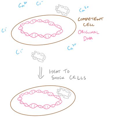 Bacterial Transformation Protocol With Competent Cells SciGine