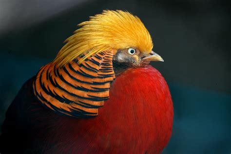 Bird Directory Golden Pheasant