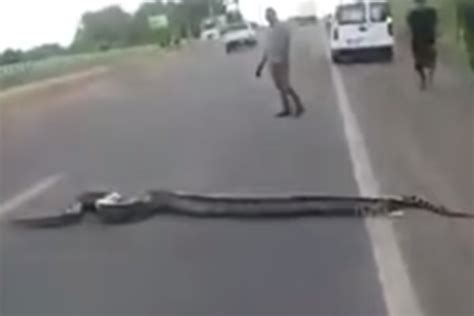 Snake Viral Video Traffic Halts As Giant Anaconda Crosses Road Dgtl