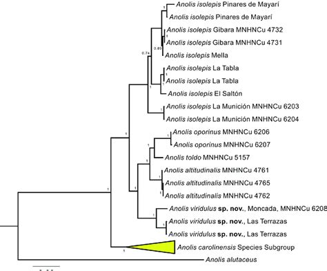 Bayesian Tree 50 Majority Consensus Based On Three Genes One Download Scientific Diagram