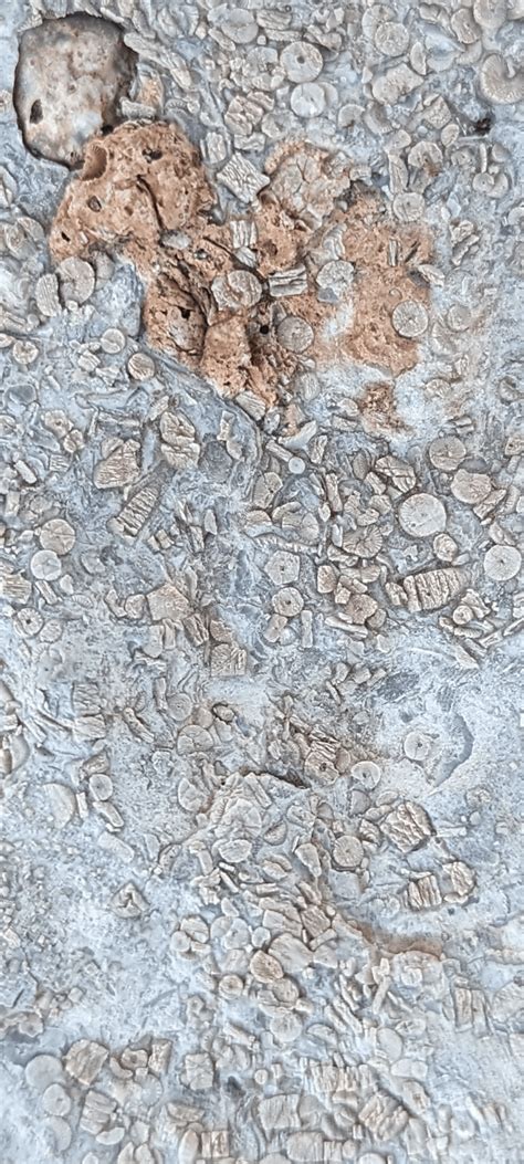 Southern Utah Tiny Fossils Are These Common R Fossils