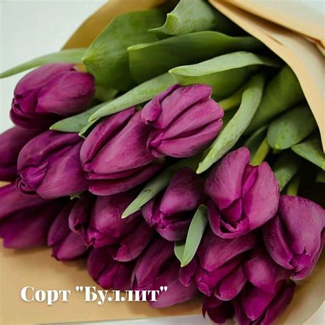 Тюльпан Буллит Bullit — Саженцы в Орле