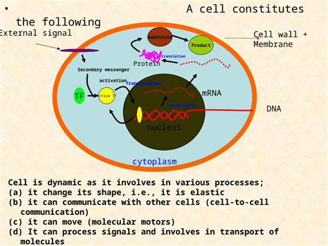 Ppt A Cell Constitutes The Following Cytoplasm Nucleus Dna Cell Wall Membrane Cell Is