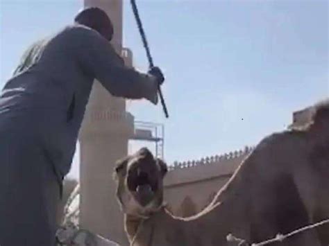 مصر، اہرام مارکیٹ میں جانوروں سے بدسلوکی نے دل دہلا دیئے سیاحوں کو سیر