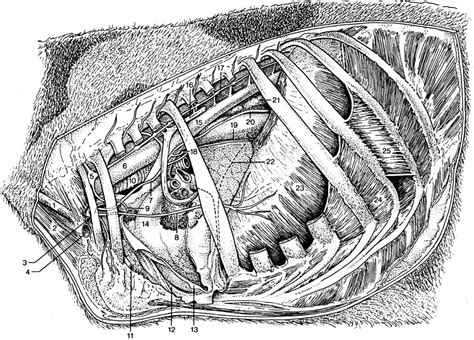 Part 4 Nerves Dissection Lab Guide For Ungulate Anatomy
