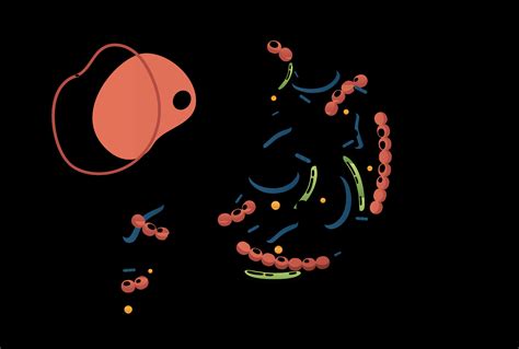 Unlocking Wellness The Power Of Probiotics For Gut Health And Beyond