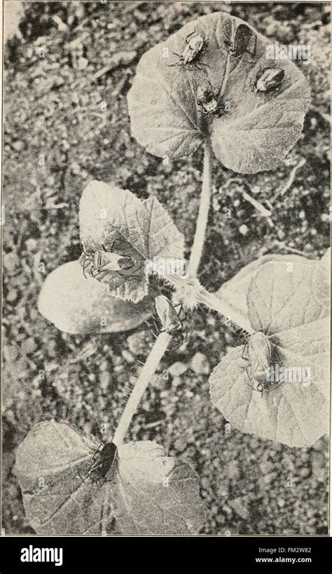 Elementary Entomology C1912 Introduces The Basics Of Entomology Including Insect