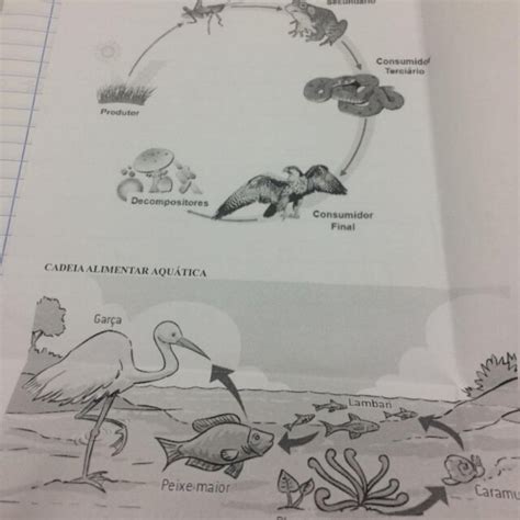 Atividade De Ci Ncias Cadeia Alimentar Download Scientific Diagram