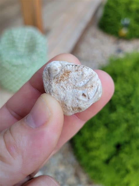 Where Can I Find Fossils R Fossils