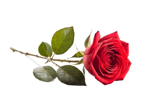 Rose Transparent Pngs For Free Download