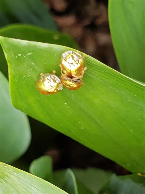 3 Golden Iridescent Ladybug Sized Critters South Georgian Bay Ontario