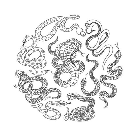 1 400 Crocs Serpent Illustrations Graphiques Vectoriels Libre De